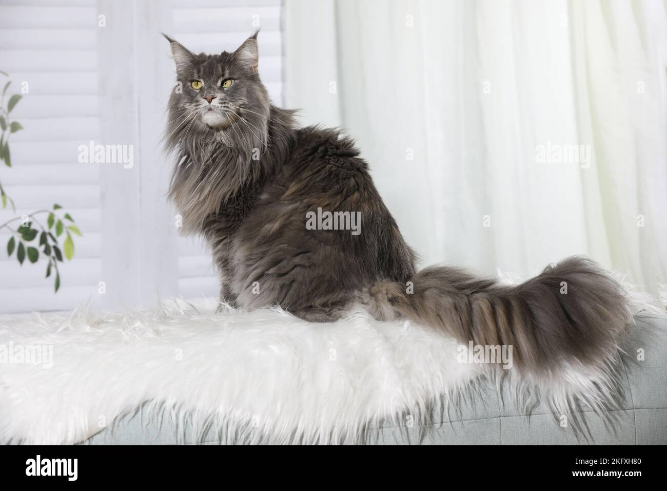 sitting Maine Coon Stock Photo - Alamy