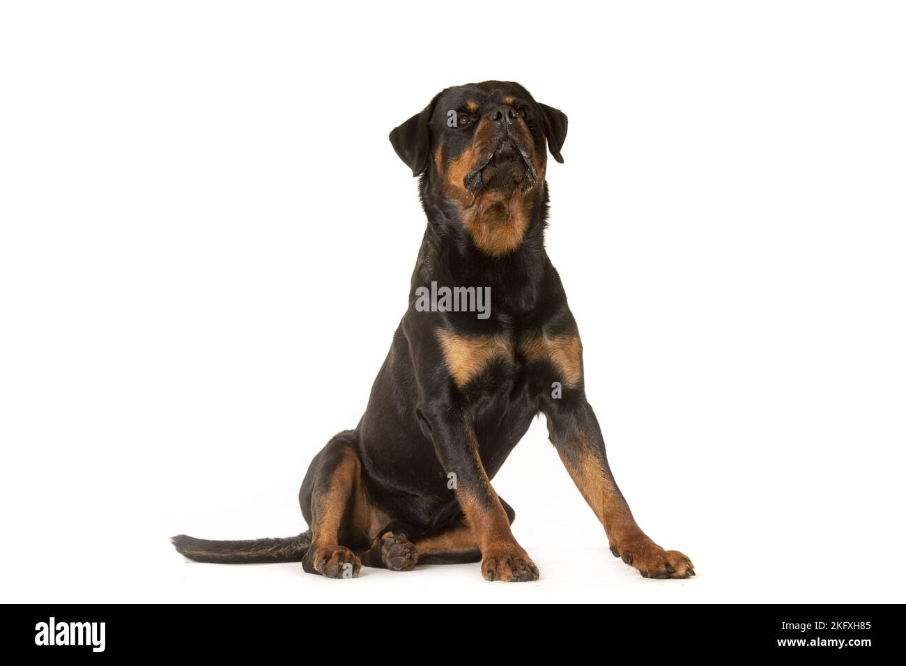 Adult rottweiler Cut Out Stock Images & Pictures - Alamy