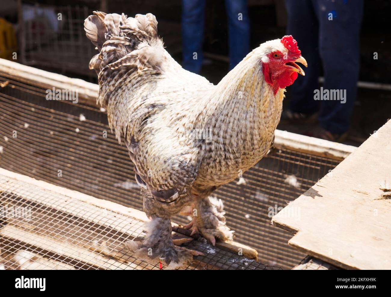 bords ,roosters with black and white plumage are sold on the market ...