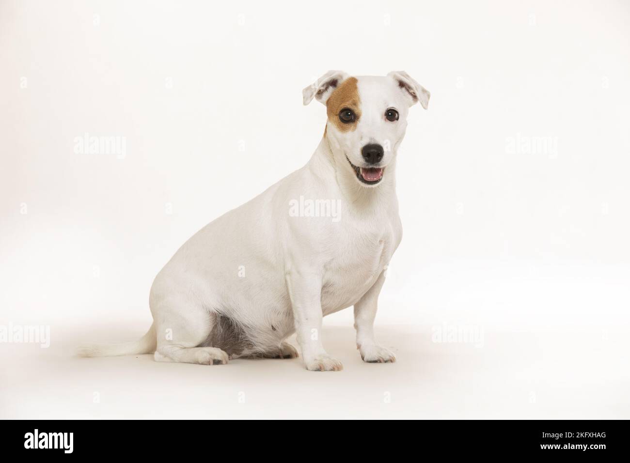 sitting Jack Russell Terrier Stock Photo - Alamy