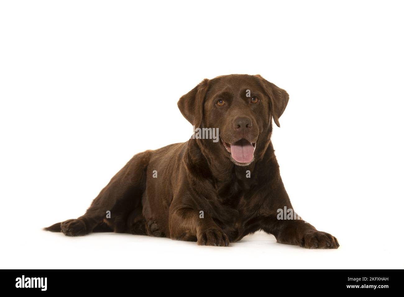 lying Labrador Retriever Stock Photo - Alamy