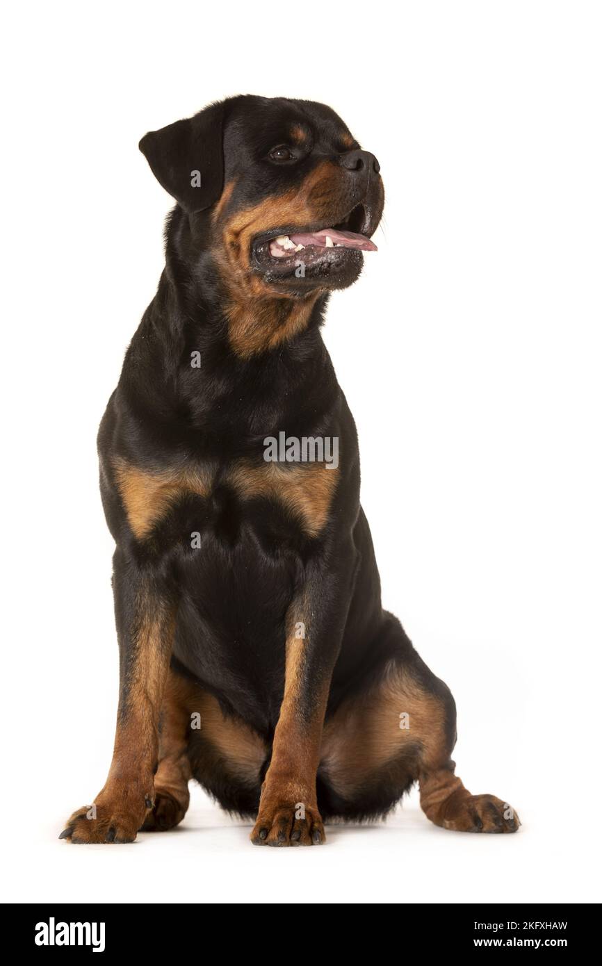 Rottweiler sitting tongue out hi-res stock photography and images - Alamy