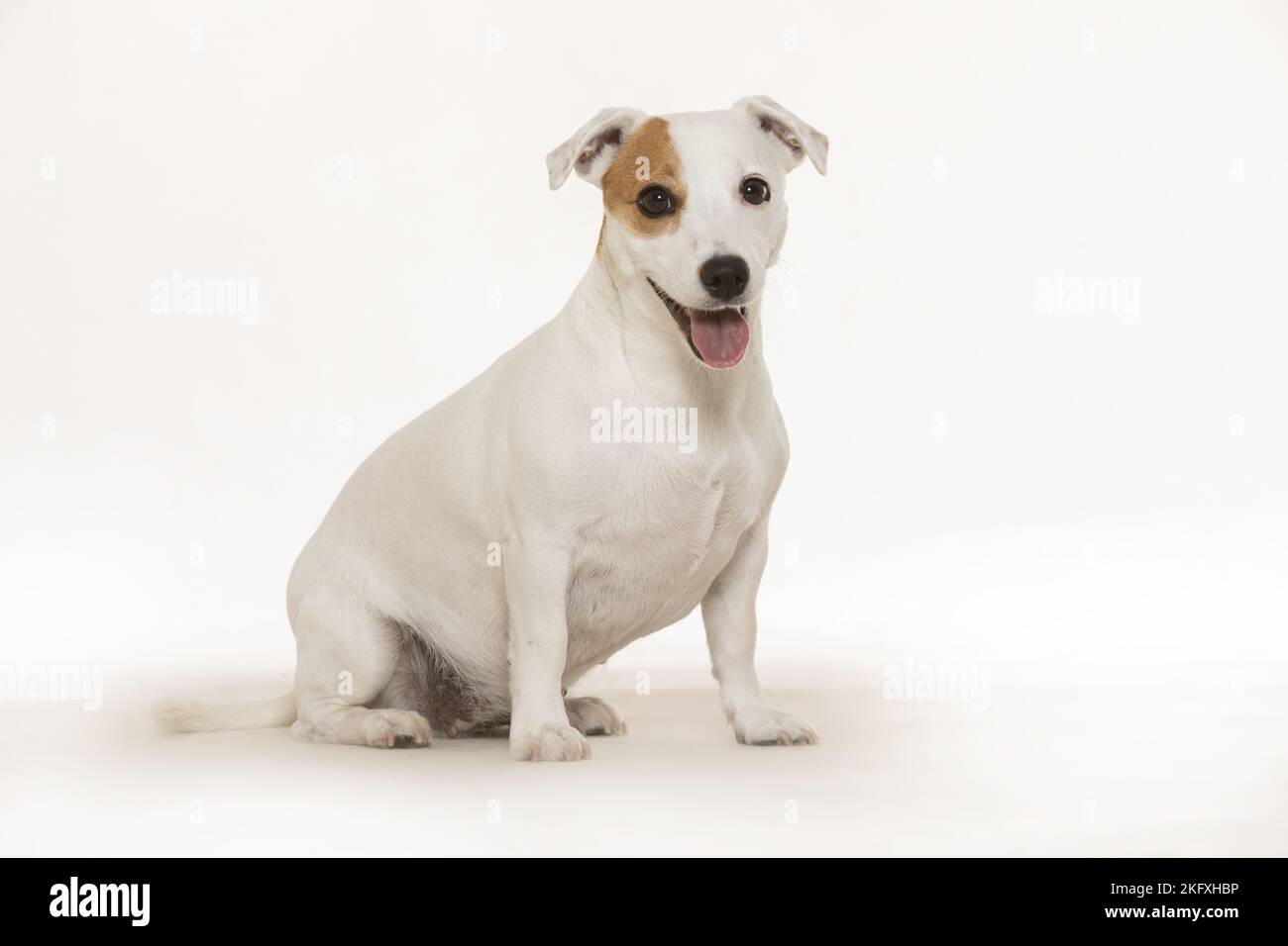 sitting Jack Russell Terrier Stock Photo - Alamy