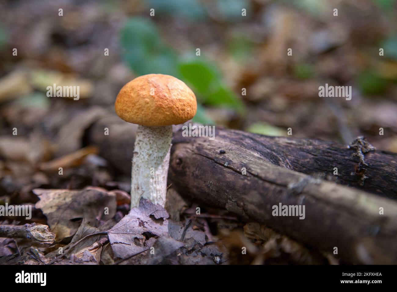 Orange cap boletus. Crop of forest edible mushrooms. A young boletus ...