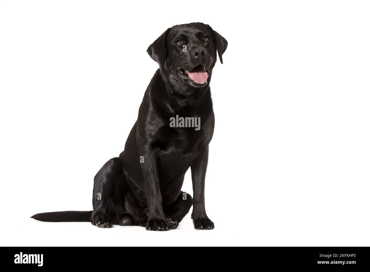 Labrador Retriever in front of white background Stock Photo - Alamy