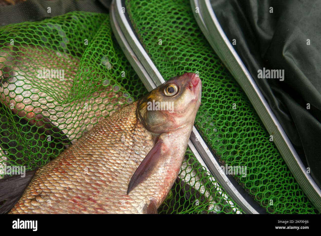 Good catch. Close up view of just taken from the water big freshwater ...