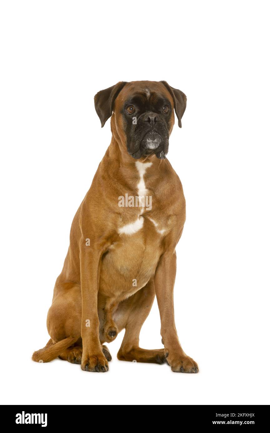 German Boxer in front of white background Stock Photo - Alamy