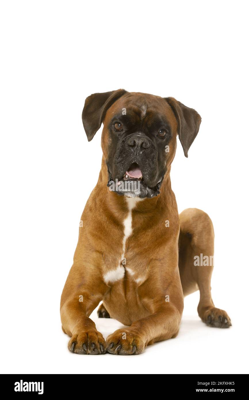 German Boxer in front of white background Stock Photo - Alamy
