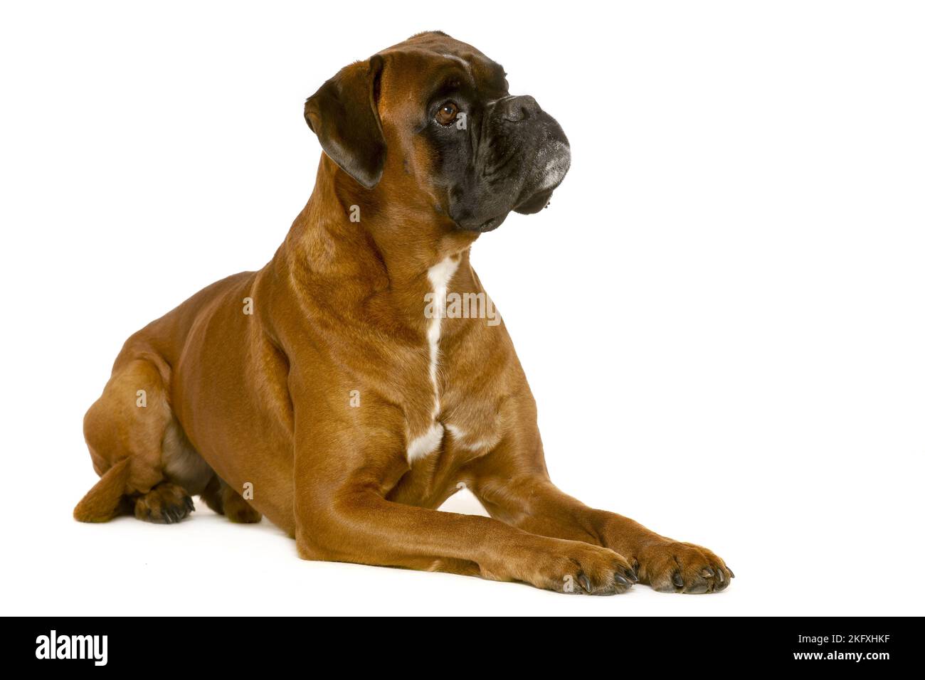 German Boxer in front of white background Stock Photo - Alamy