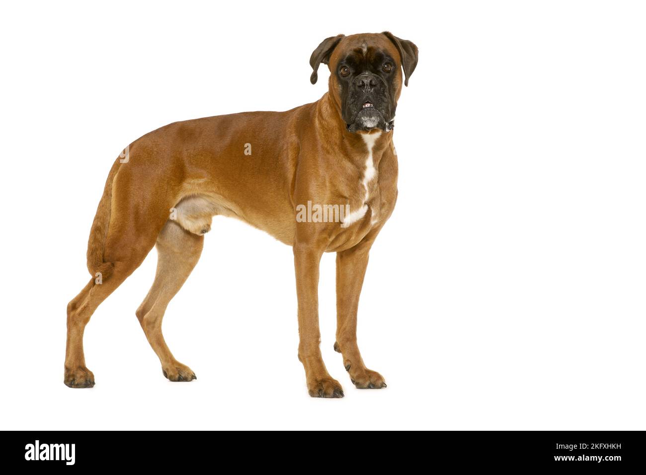 German Boxer in front of white background Stock Photo - Alamy