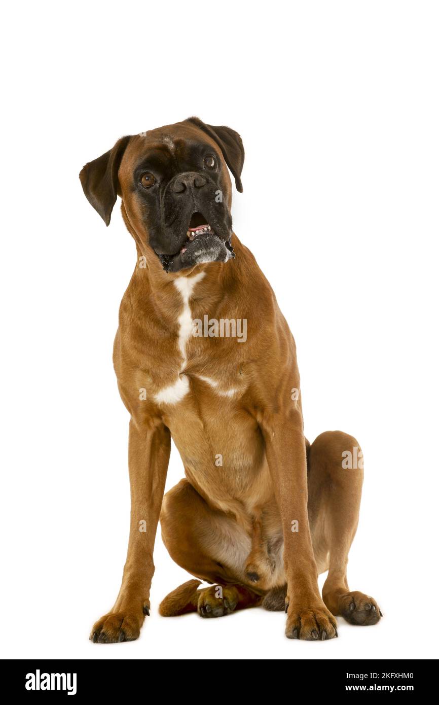 German Boxer in front of white background Stock Photo - Alamy