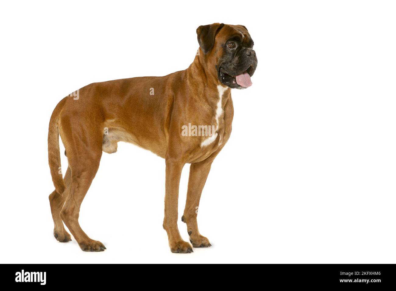 German Boxer in front of white background Stock Photo - Alamy