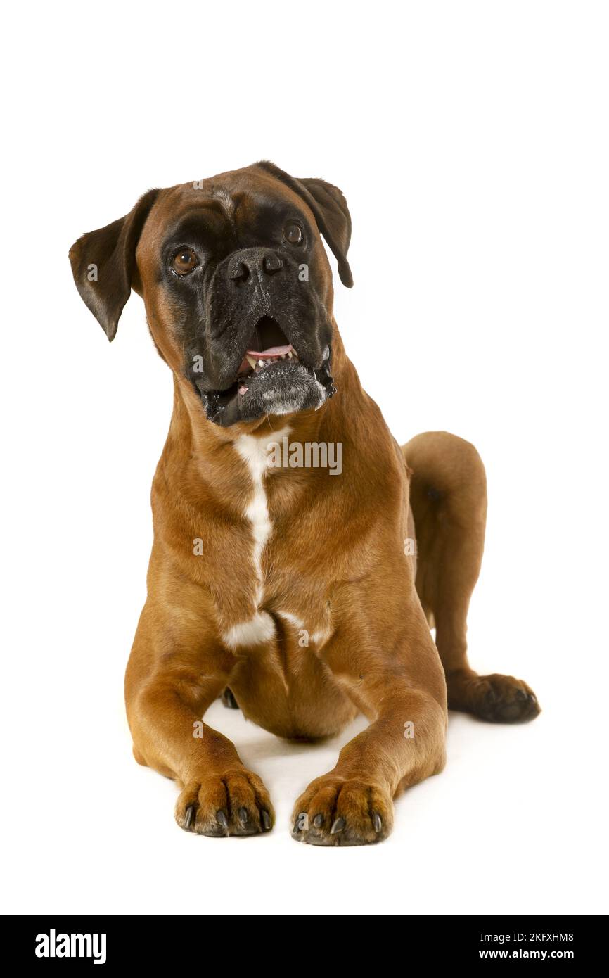 German Boxer in front of white background Stock Photo - Alamy