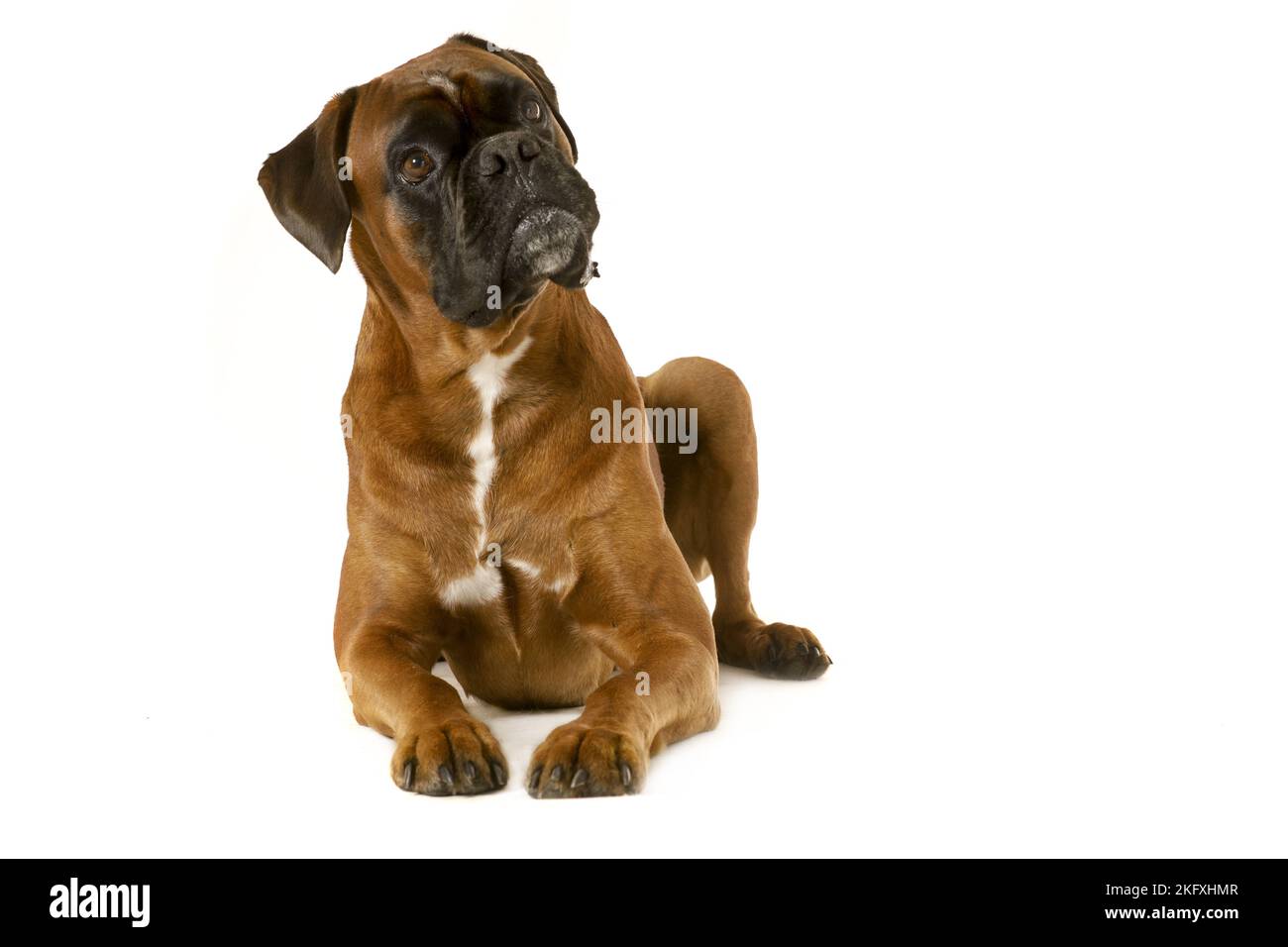 German Boxer in front of white background Stock Photo - Alamy