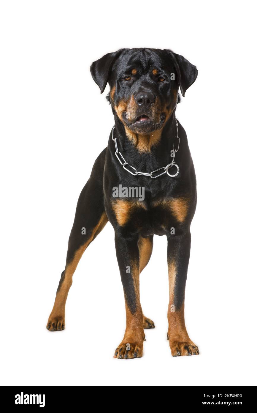 Rottweiler in front of white background Stock Photo - Alamy