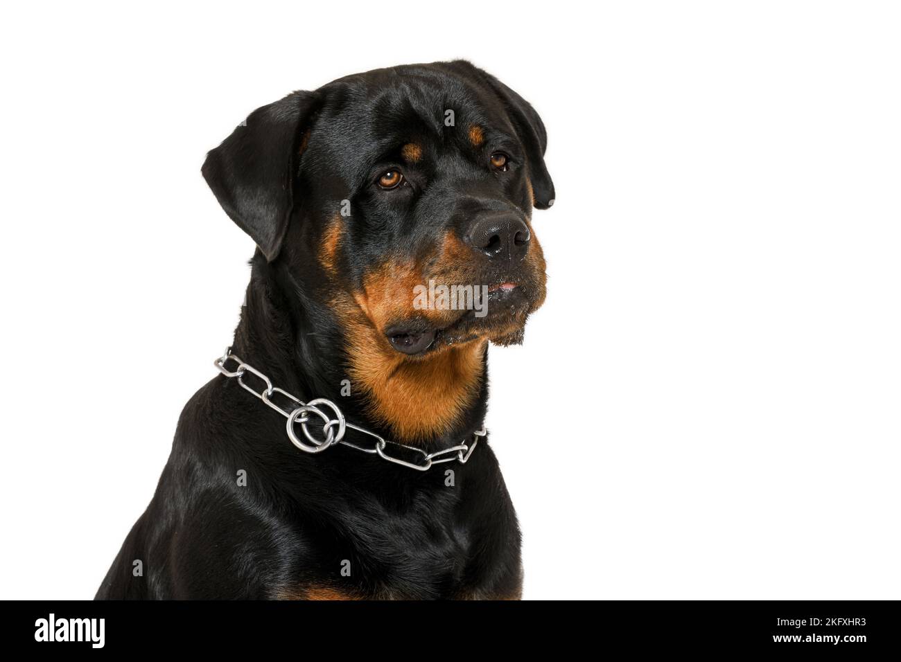 Rottweiler in front of white background Stock Photo - Alamy