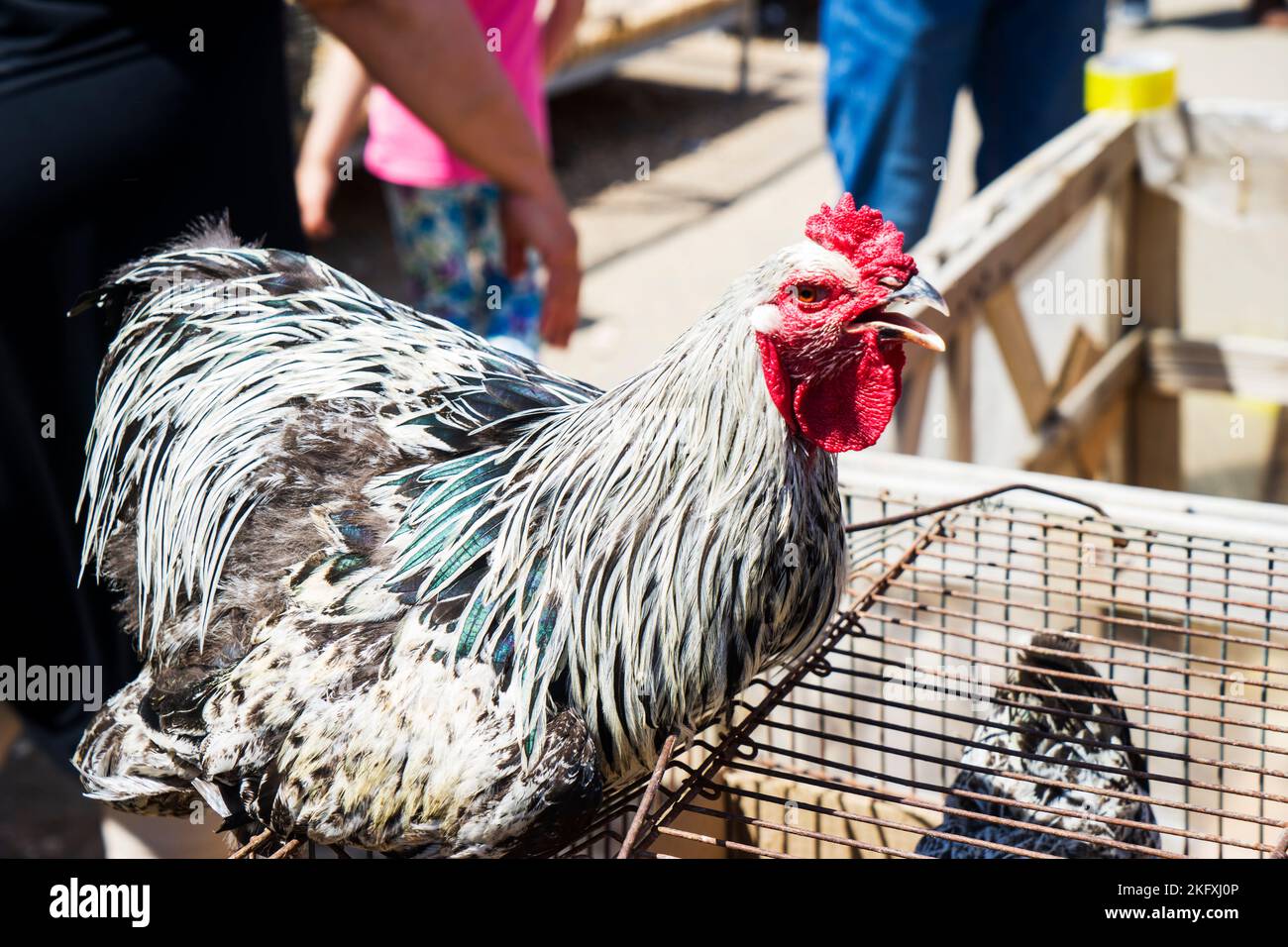 bords ,roosters with black and white plumage are sold on the market ...