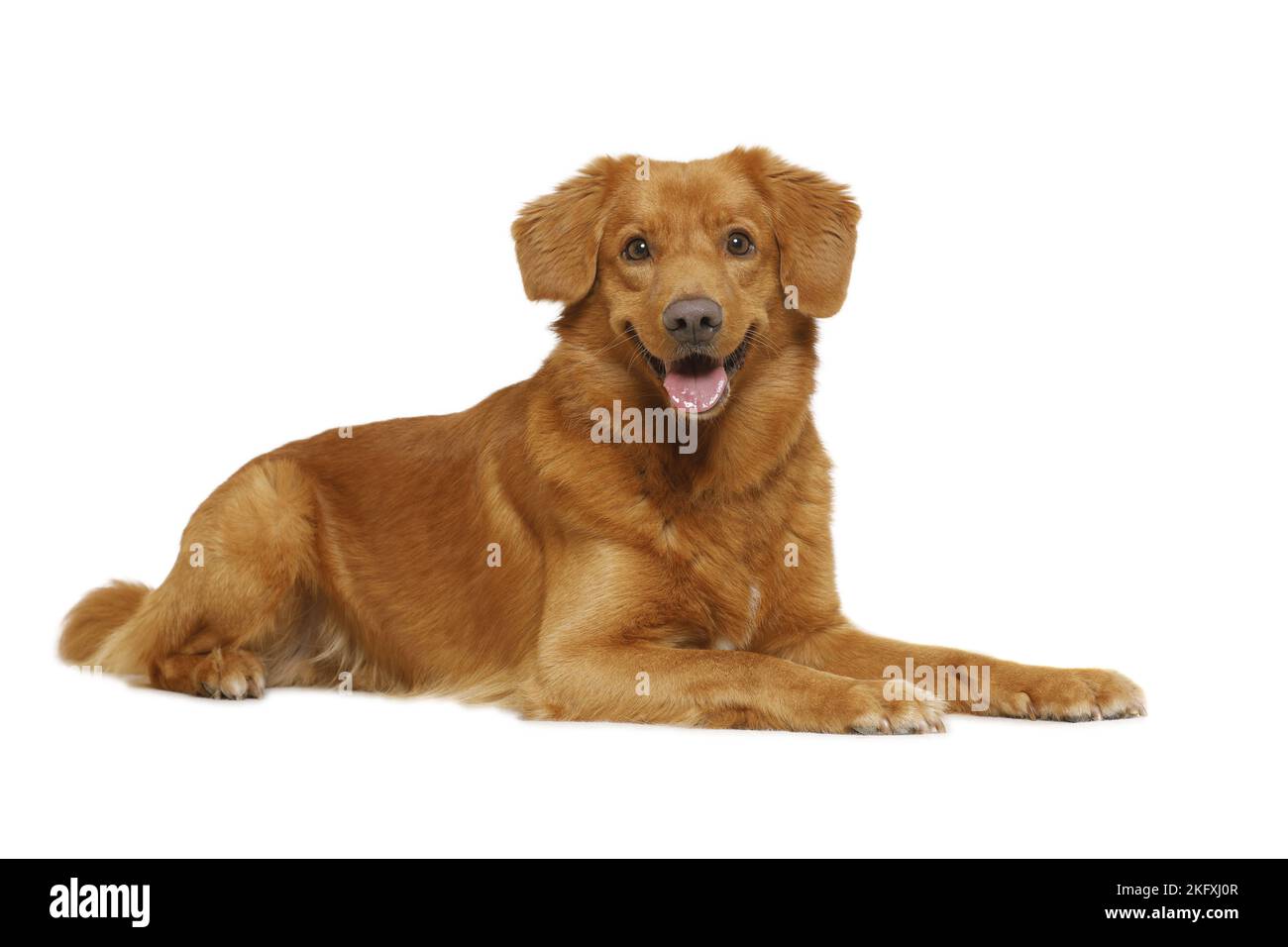 Nova Scotia Duck Tolling Retriever in front of white background Stock ...