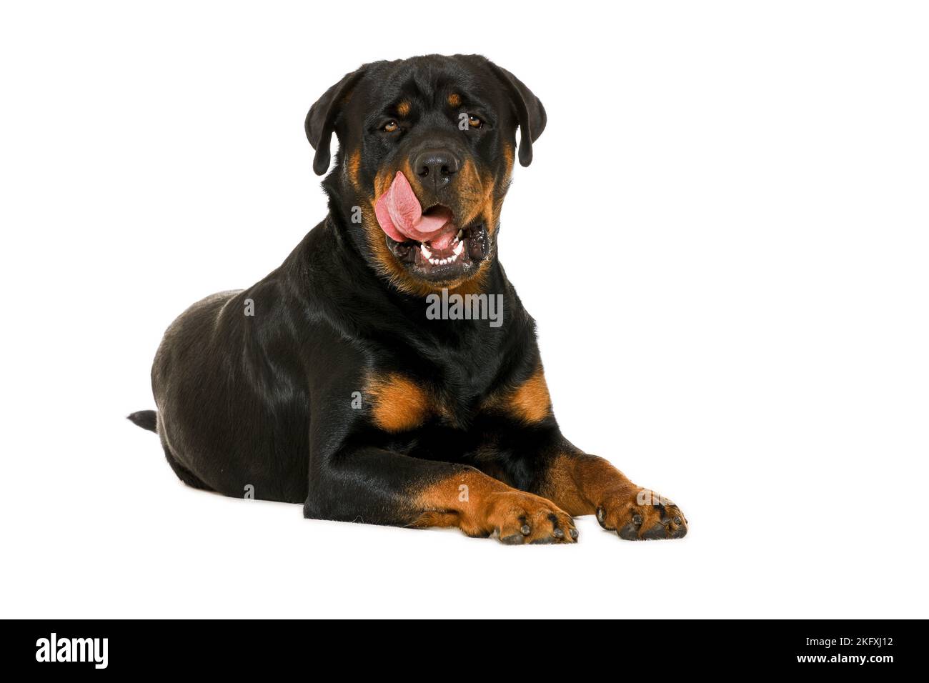 Rottweiler in front of white background Stock Photo - Alamy