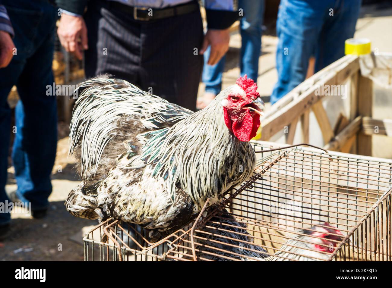 bords ,roosters with black and white plumage are sold on the market ...