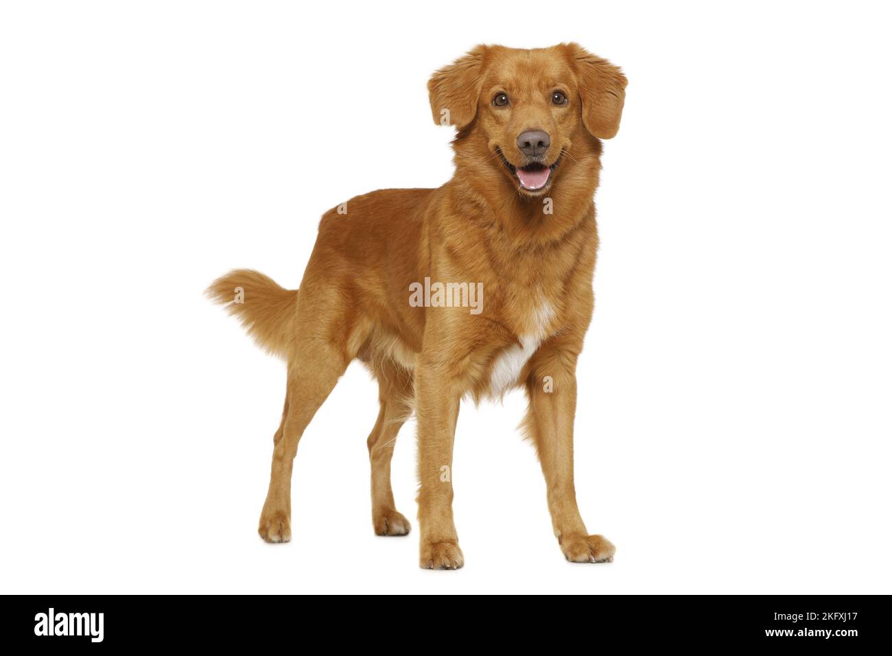 Nova Scotia Duck Tolling Retriever in front of white background Stock ...
