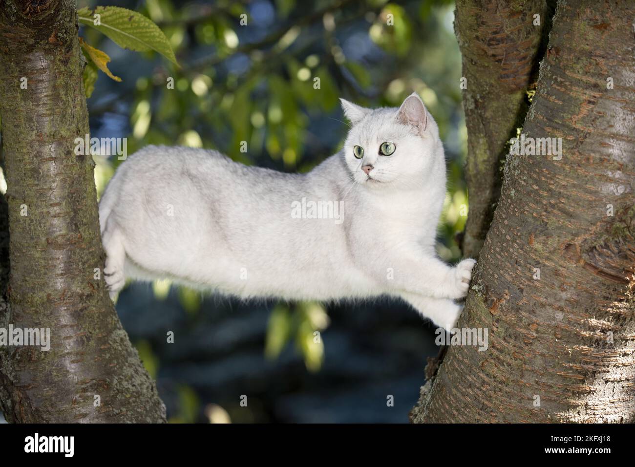 British Shorthair on a tree Stock Photo - Alamy