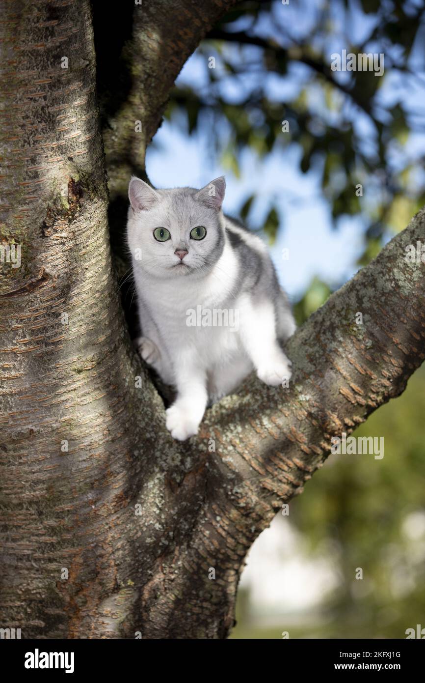 British Shorthair on a tree Stock Photo - Alamy