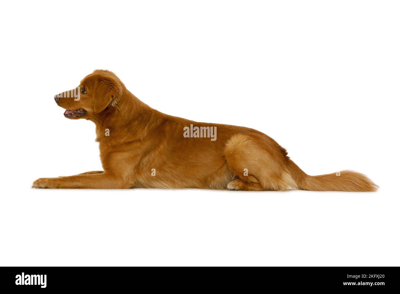 Nova Scotia Duck Tolling Retriever in front of white background Stock ...