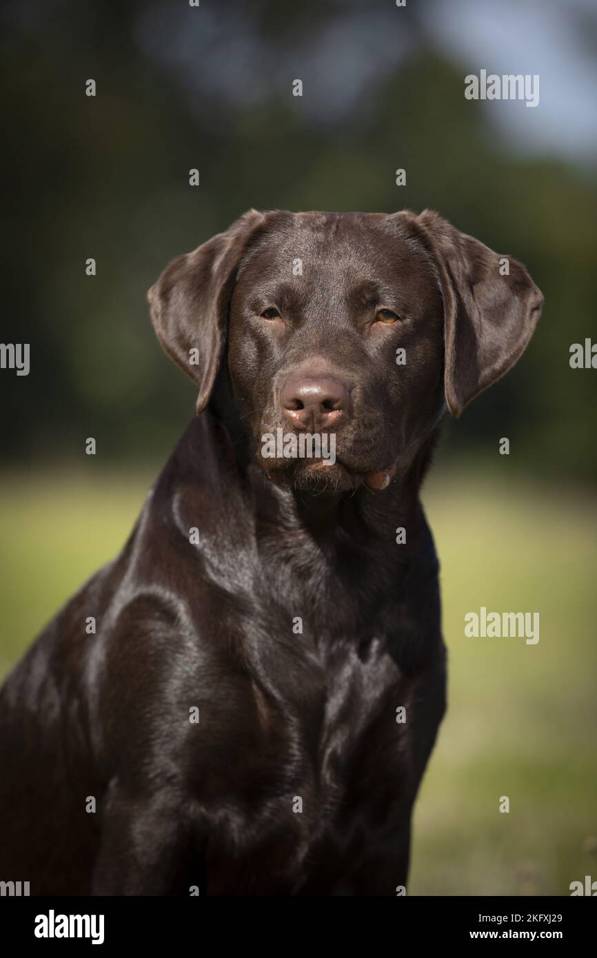Labrador Retriever portrait Stock Photo - Alamy