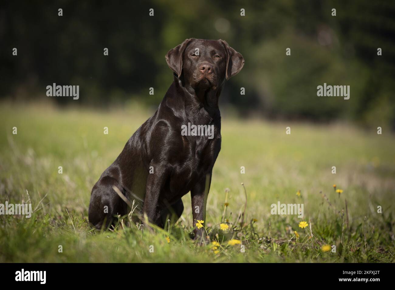 sitting Labrador Retriever Stock Photo - Alamy