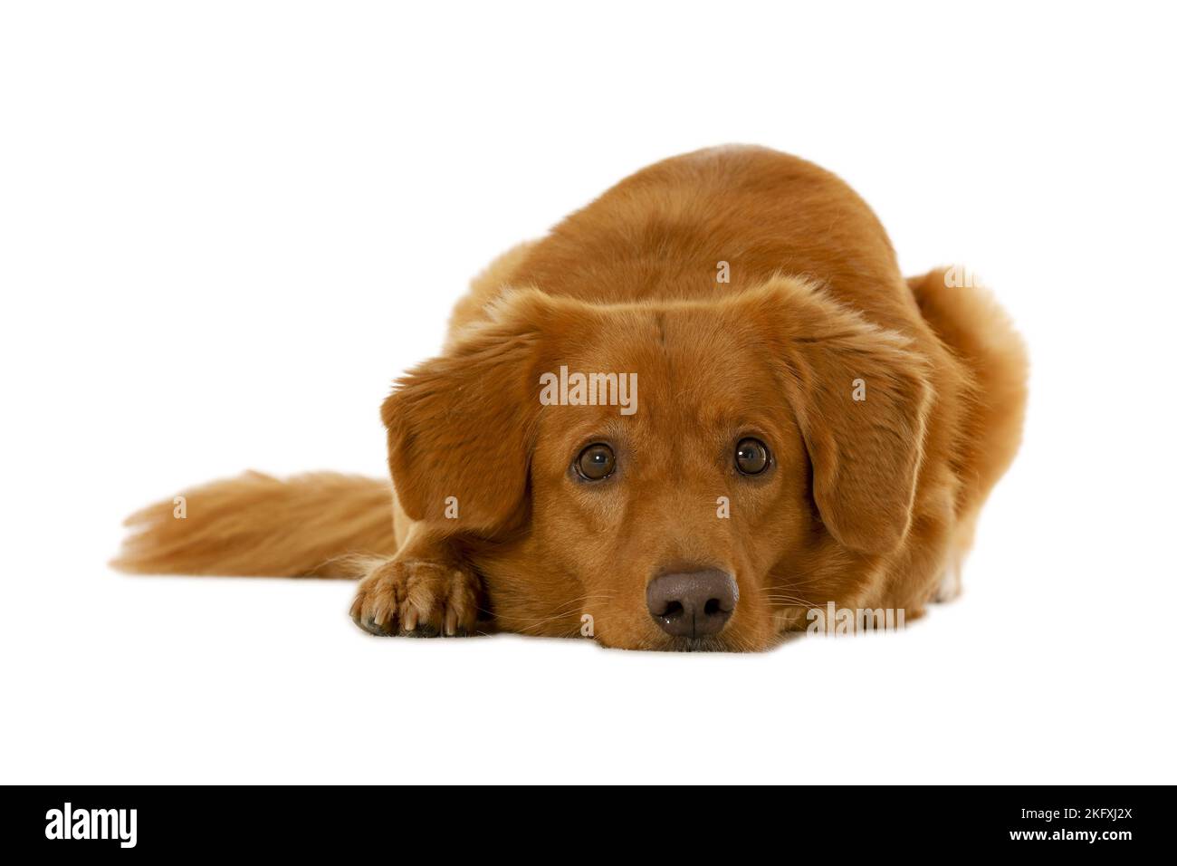Nova Scotia Duck Tolling Retriever in front of white background Stock ...