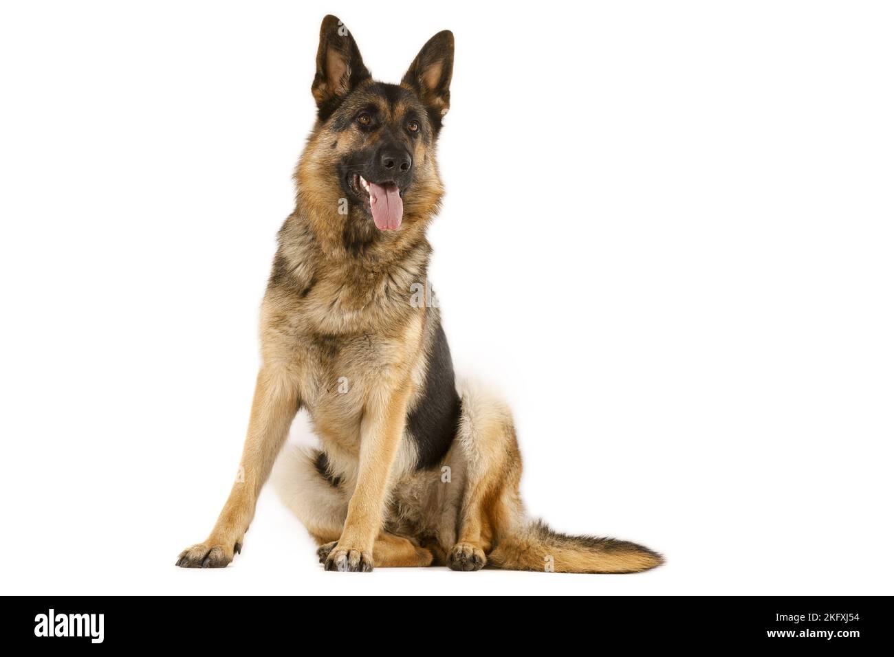 German Shepherd Dog in front of white background Stock Photo - Alamy