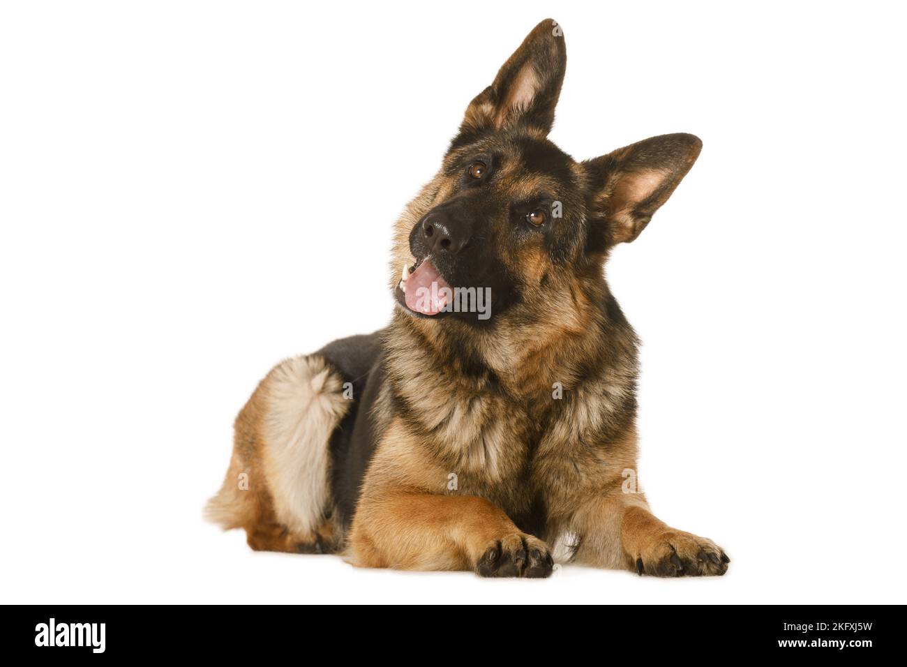 German Shepherd Dog in front of white background Stock Photo - Alamy