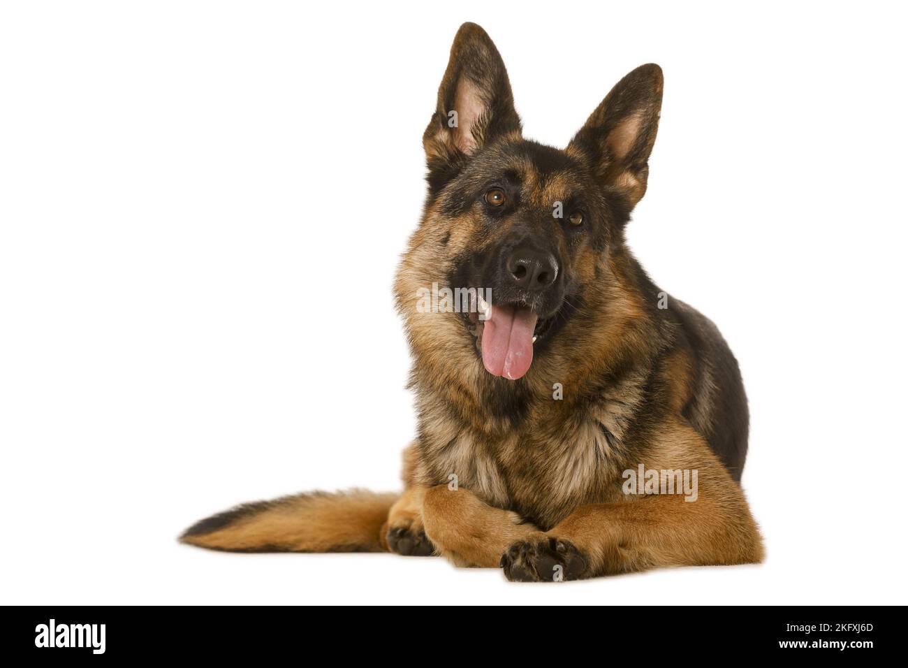 German Shepherd Dog in front of white background Stock Photo - Alamy