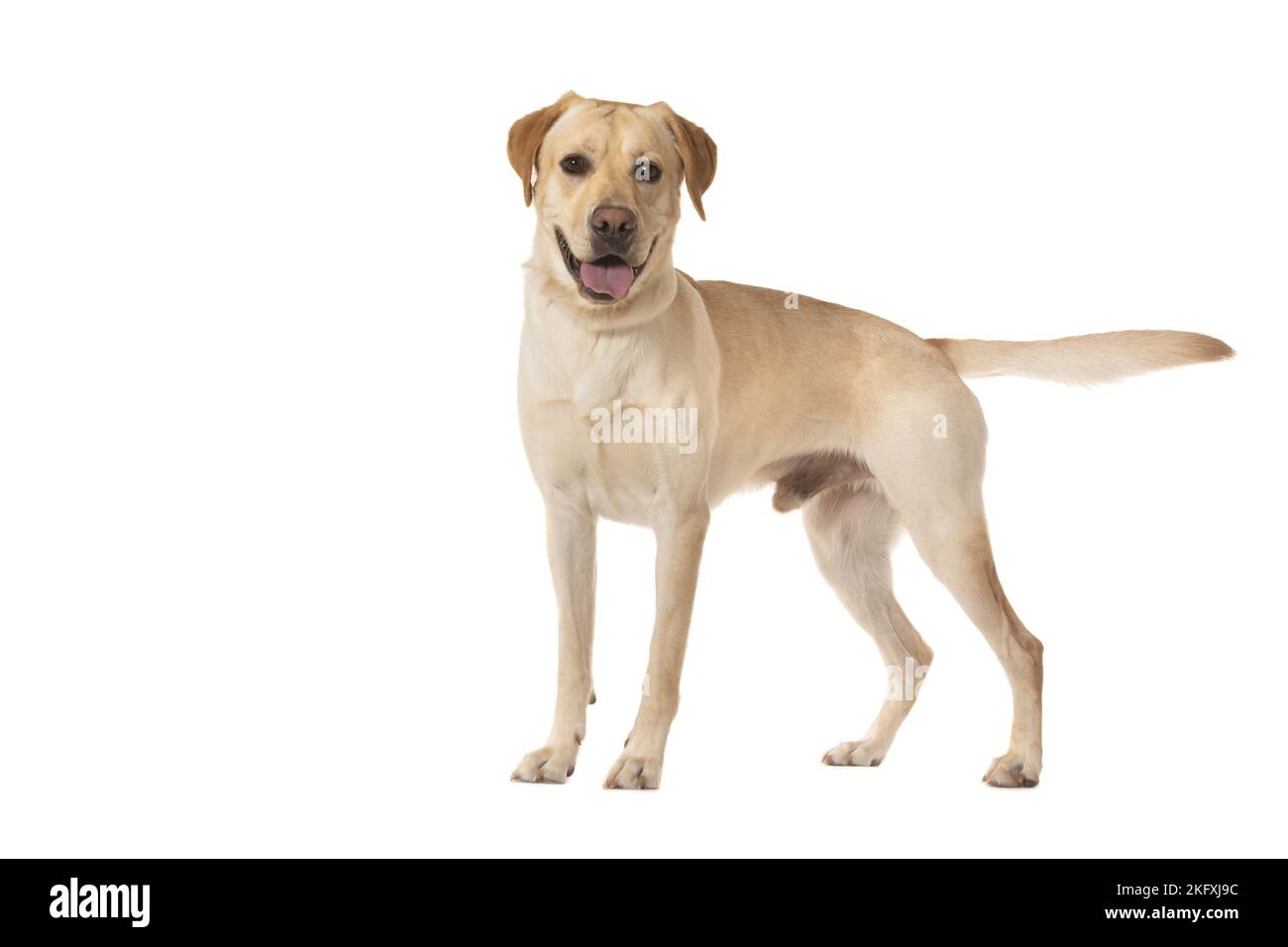 Labrador Retriever in front of white background Stock Photo - Alamy