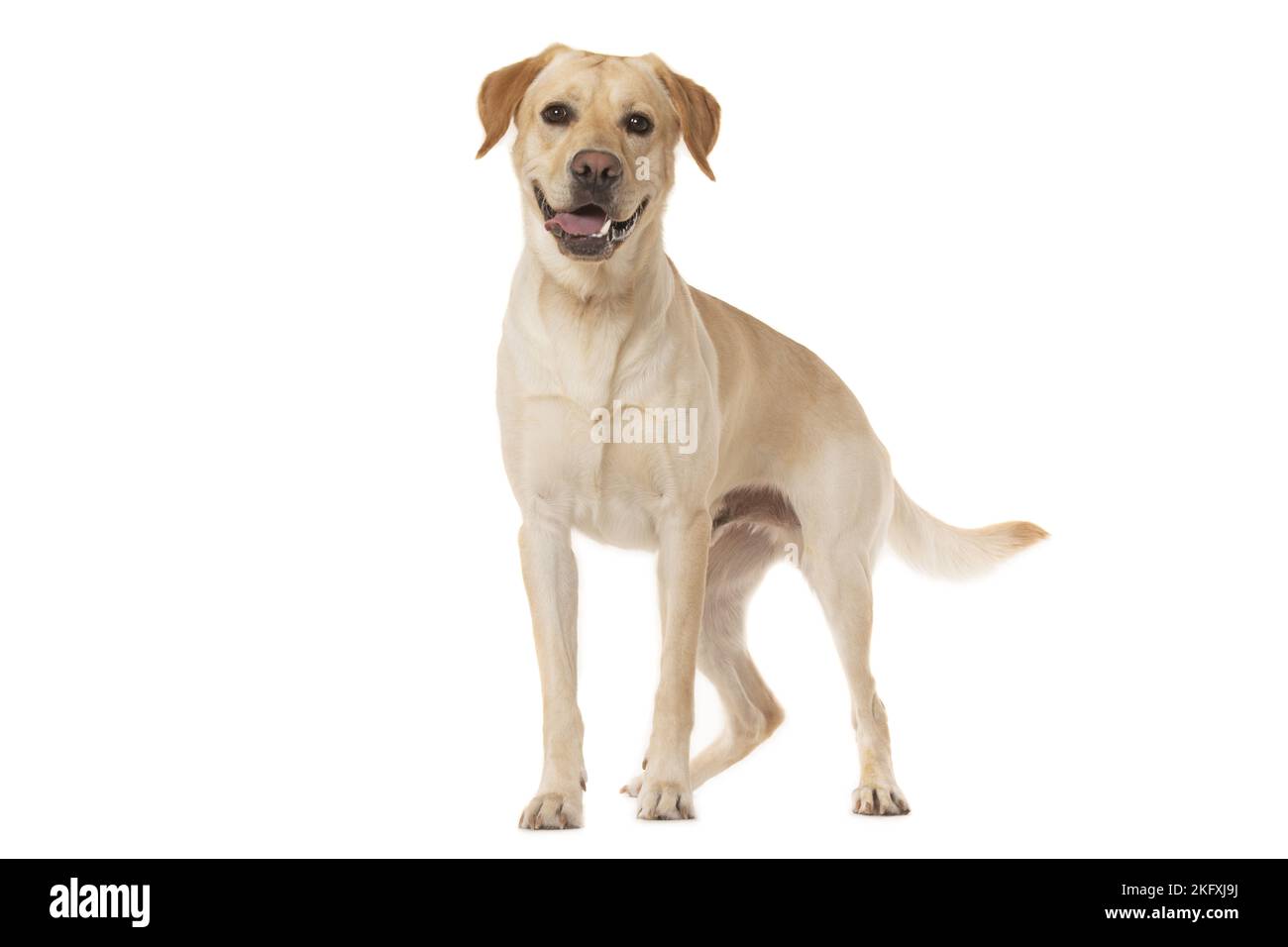 Labrador Retriever in front of white background Stock Photo - Alamy