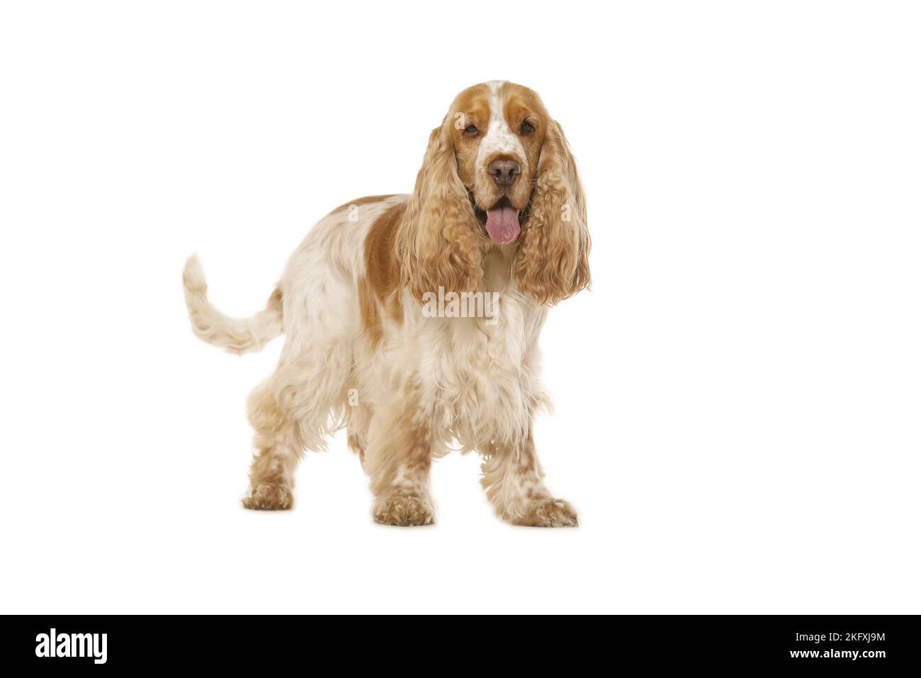 Standing cocker spaniel in Cut Out Stock Images & Pictures - Alamy