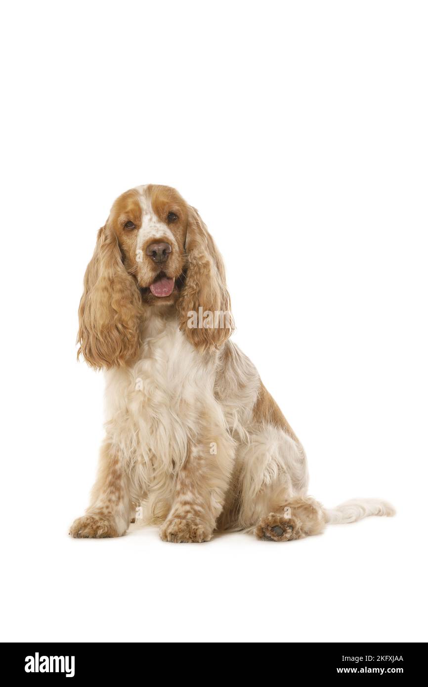 English Cocker Spaniel in front of white background Stock Photo - Alamy