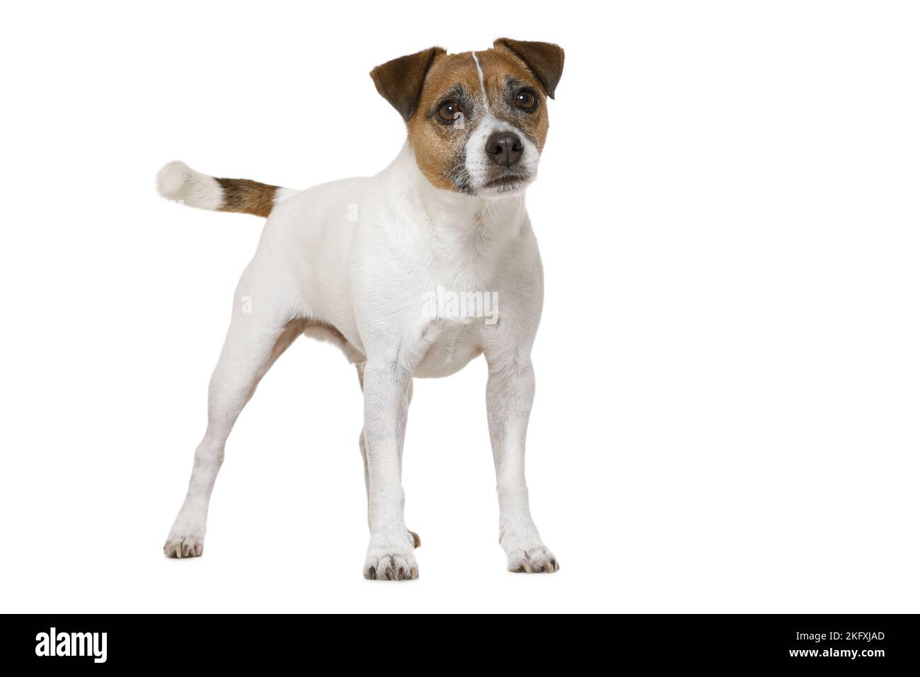 Parson Russell Terrier in front of white background Stock Photo - Alamy