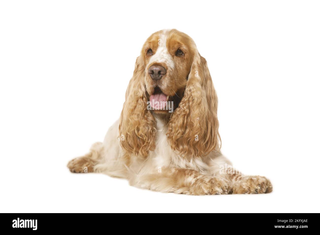 English Cocker Spaniel in front of white background Stock Photo - Alamy