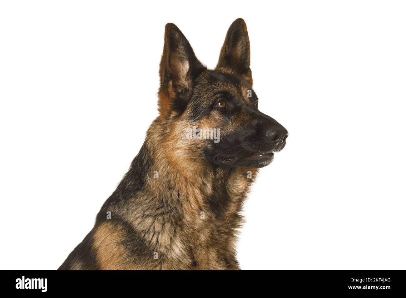 German Shepherd Dog in front of white background Stock Photo - Alamy