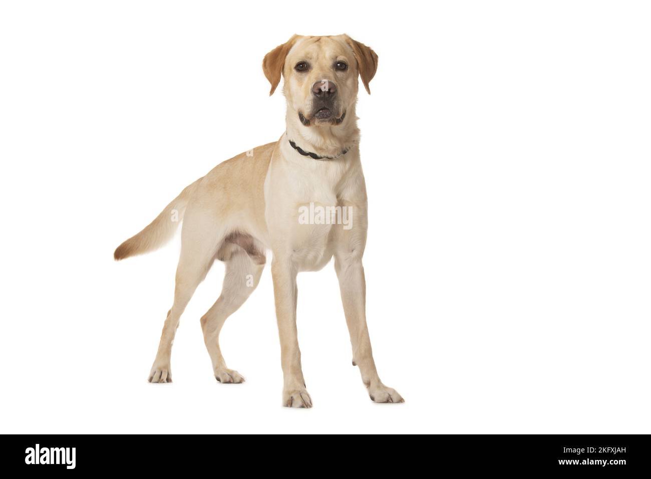 Labrador Retriever in front of white background Stock Photo - Alamy