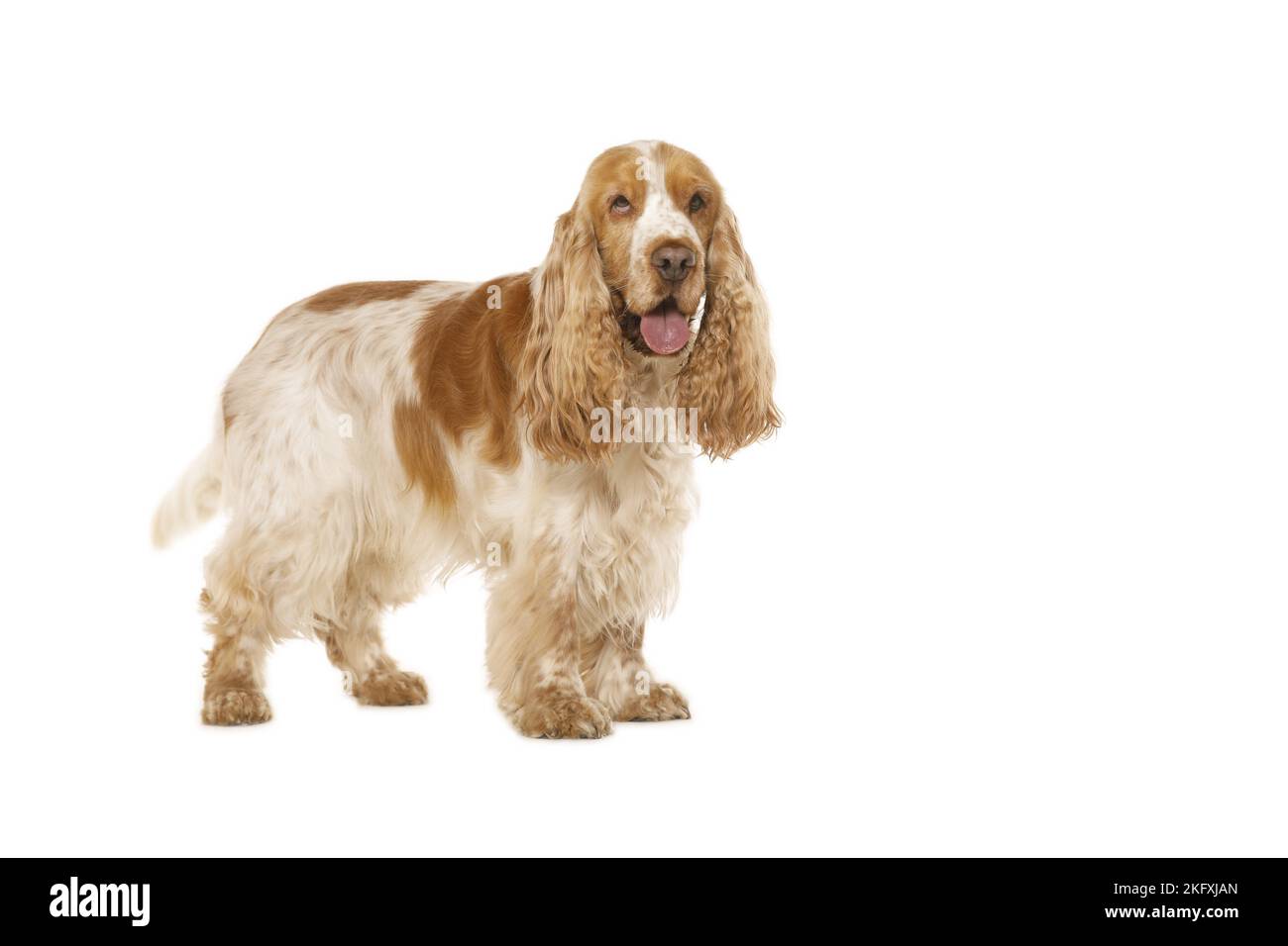 English Cocker Spaniel in front of white background Stock Photo - Alamy