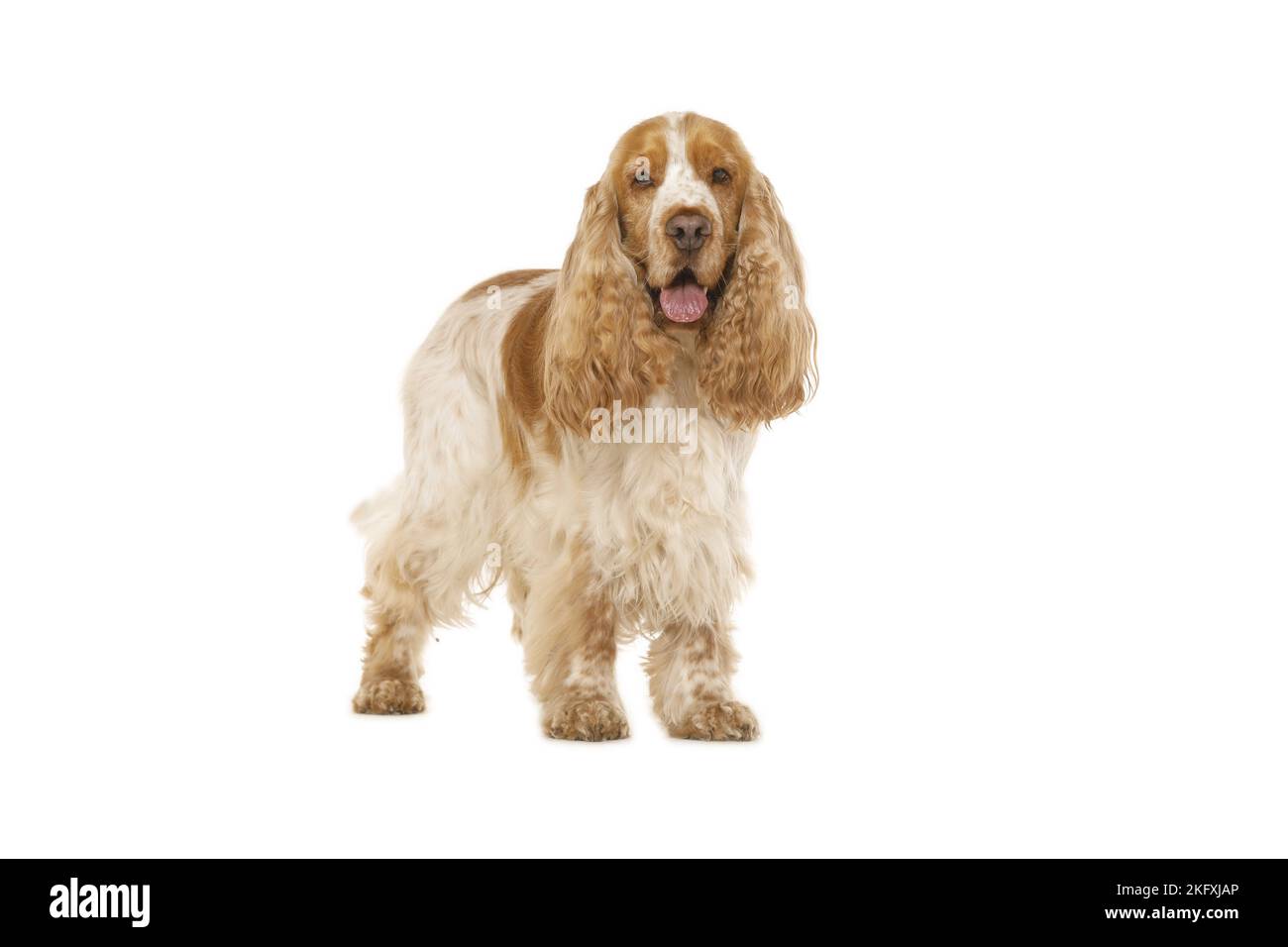English Cocker Spaniel in front of white background Stock Photo - Alamy