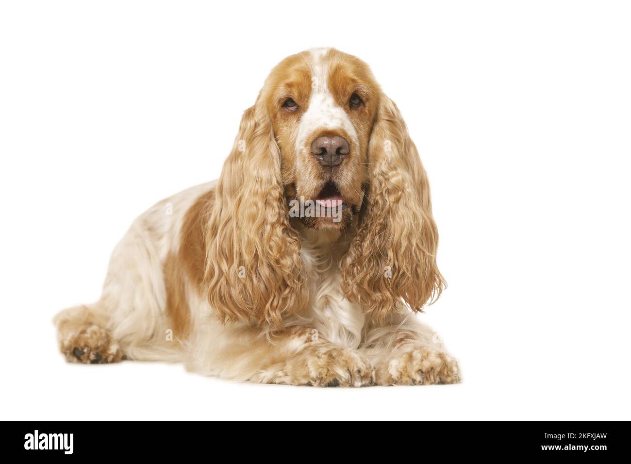 English Cocker Spaniel in front of white background Stock Photo - Alamy