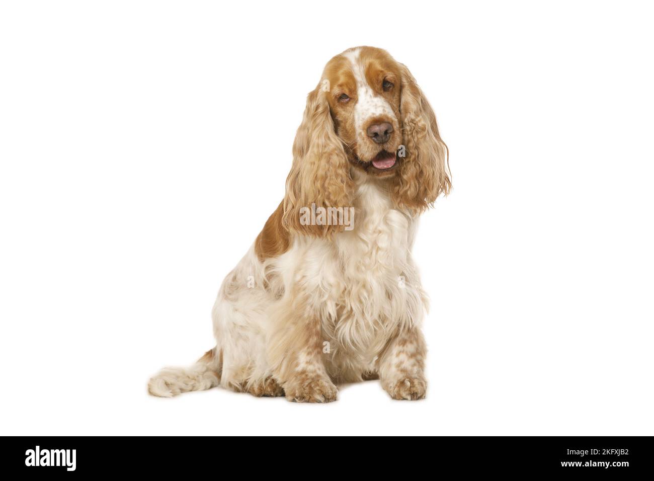 English Cocker Spaniel in front of white background Stock Photo - Alamy