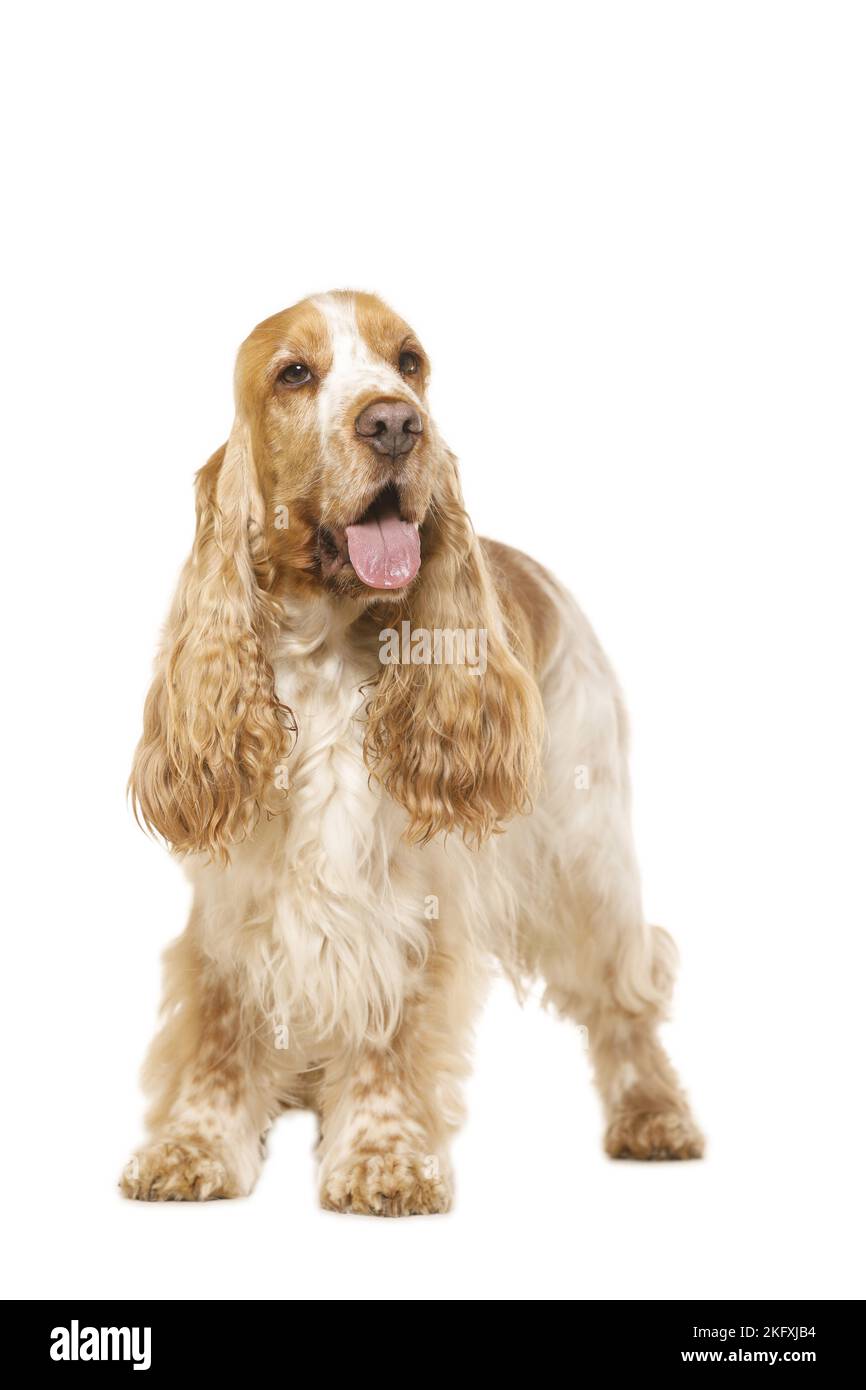 English Cocker Spaniel in front of white background Stock Photo - Alamy