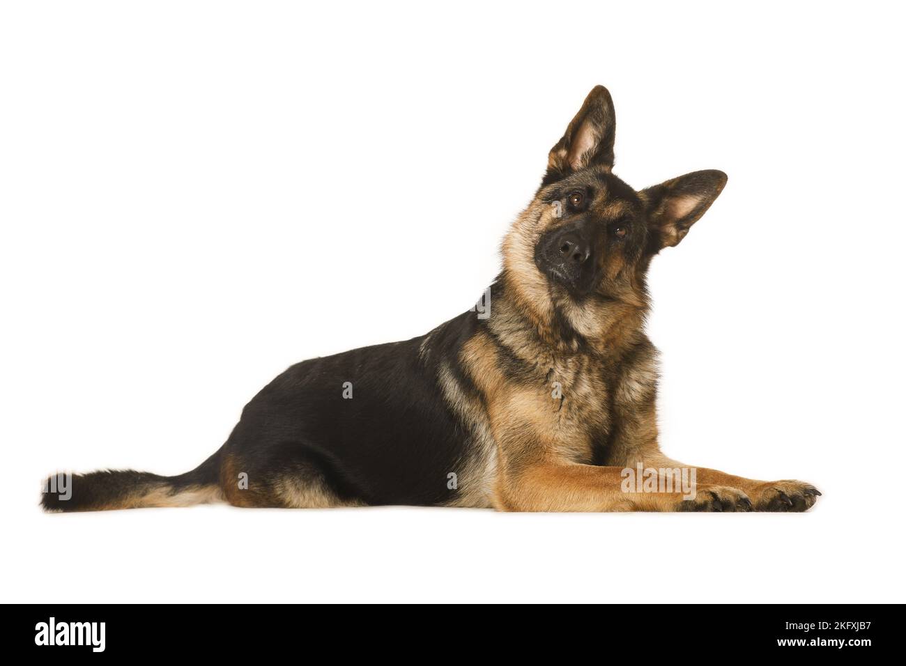 German Shepherd Dog in front of white background Stock Photo - Alamy