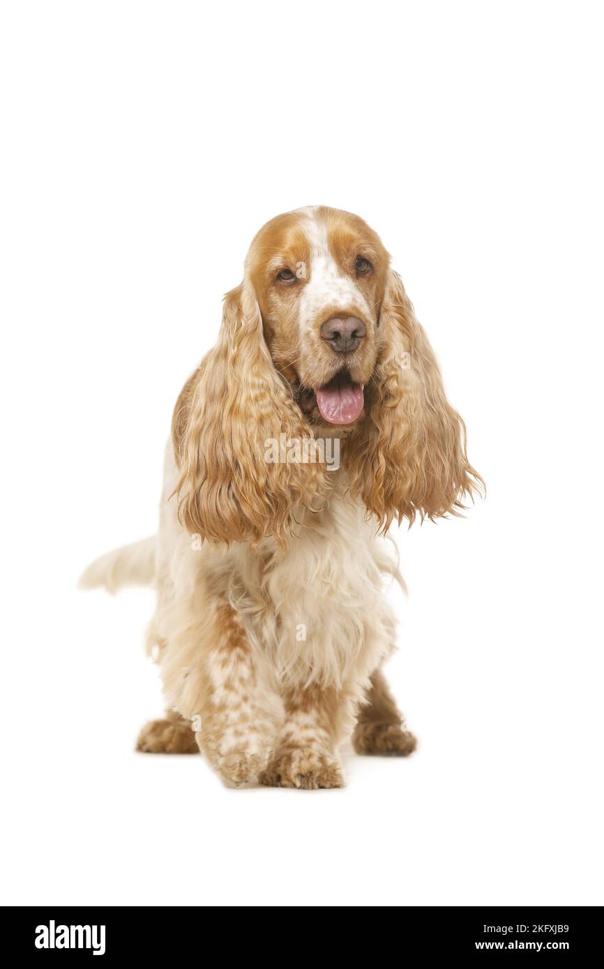 English Cocker Spaniel in front of white background Stock Photo - Alamy