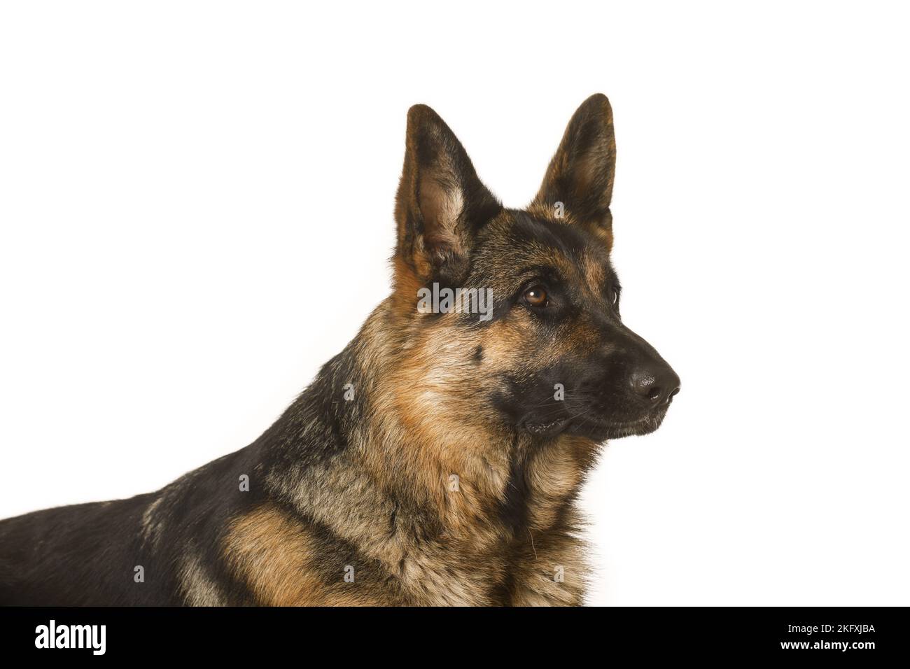 German Shepherd Dog in front of white background Stock Photo - Alamy